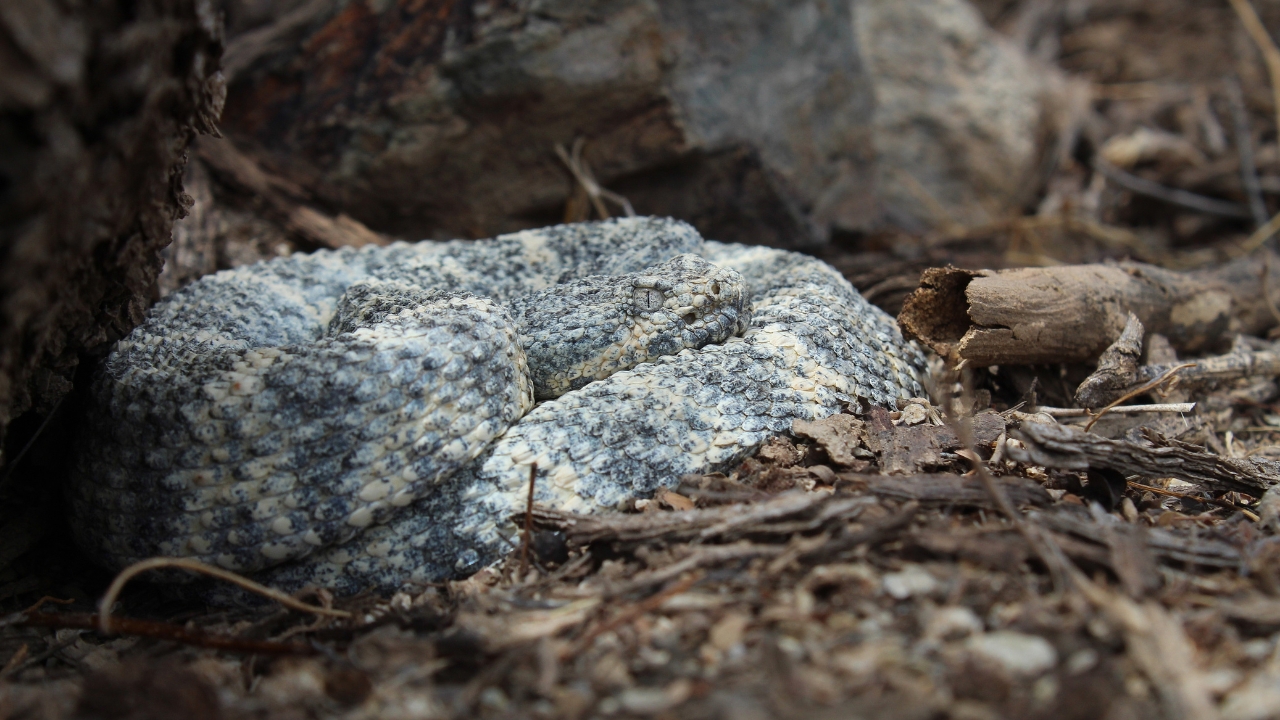 The Most Common Snake Hunters Accidentally Step On