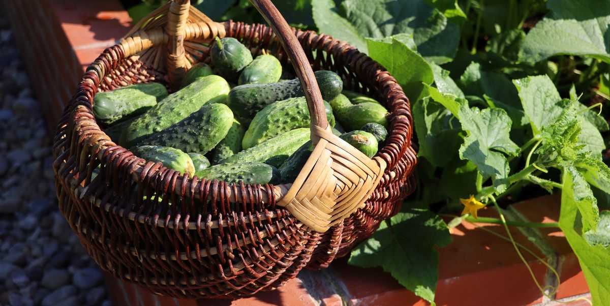 5 Shade-Loving Veggies That Go Beyond Leafy Greens