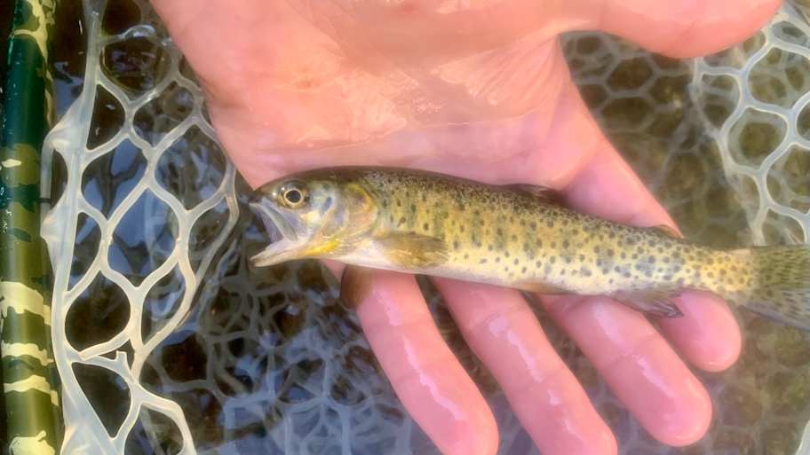Why Small Streams Make Better Fly Anglers