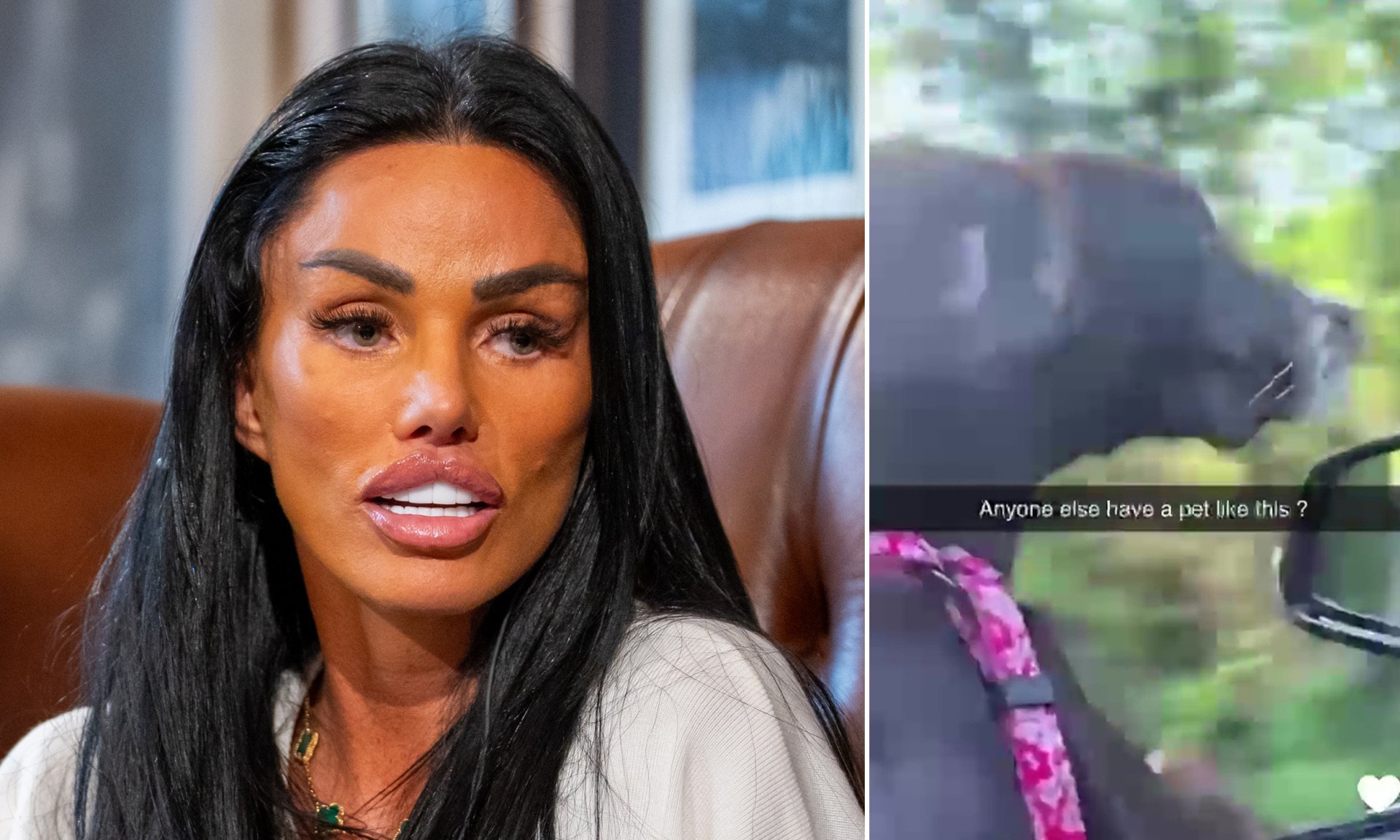 Katie Price slammed for ‘dangerous’ dog video that could have ended in tragedy