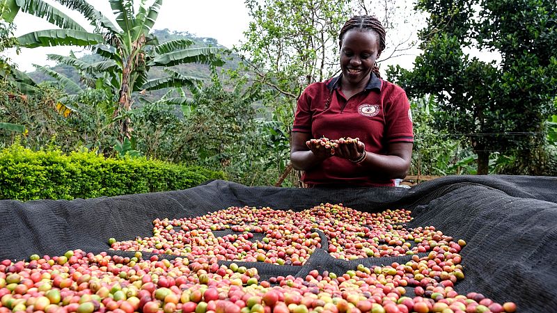En Ouganda, le café change la vie des villageoises