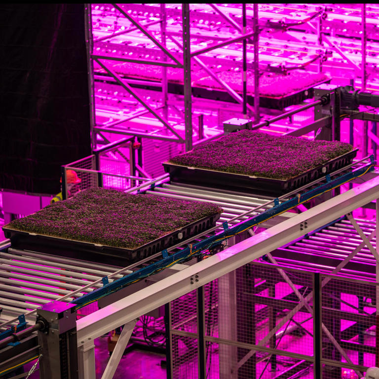AeroFarms turned itself around after bankruptcy. Is it a sign that ...