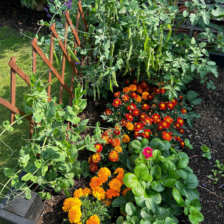 2 superhero flowers I always plant to keep pests away from my vegetables