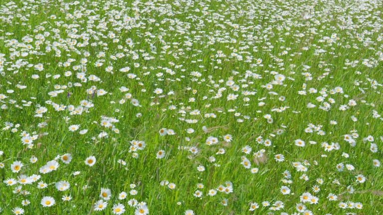 Downsides Of A Chamomile Lawn That You Should Consider