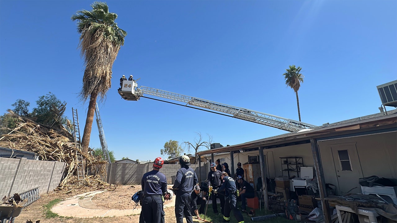 Tree trimmer rescued from 50-foot palm tree in Phoenix