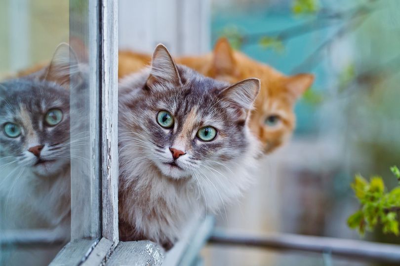 Subtle tactic cats use to pick their 'favourite' person but 'not out of ...
