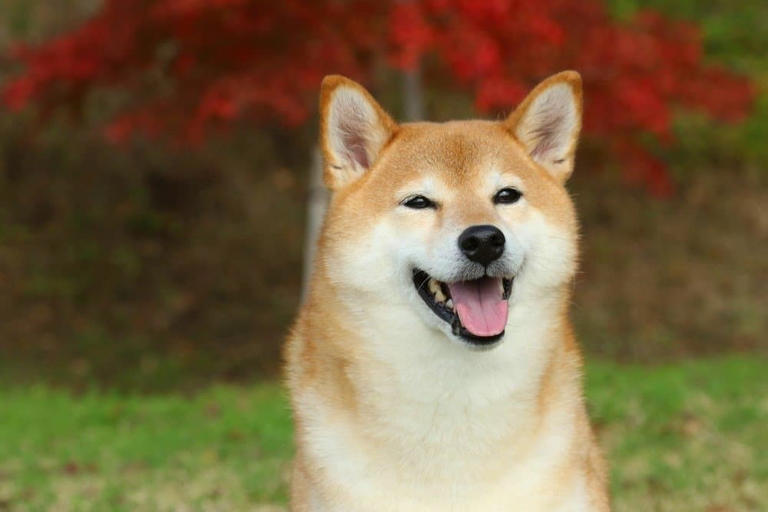 Exploring Japan’s Native Dog Breeds