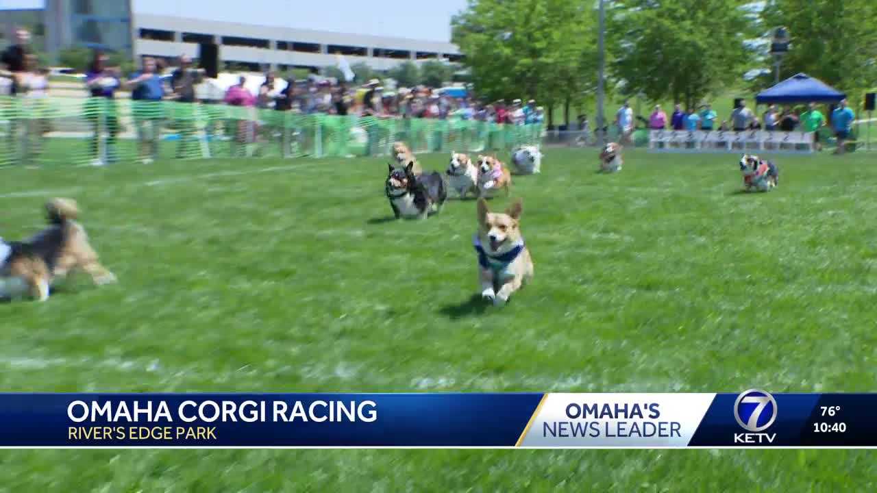 Corgis race for a cause in annual Corgi Race in Council Bluffs