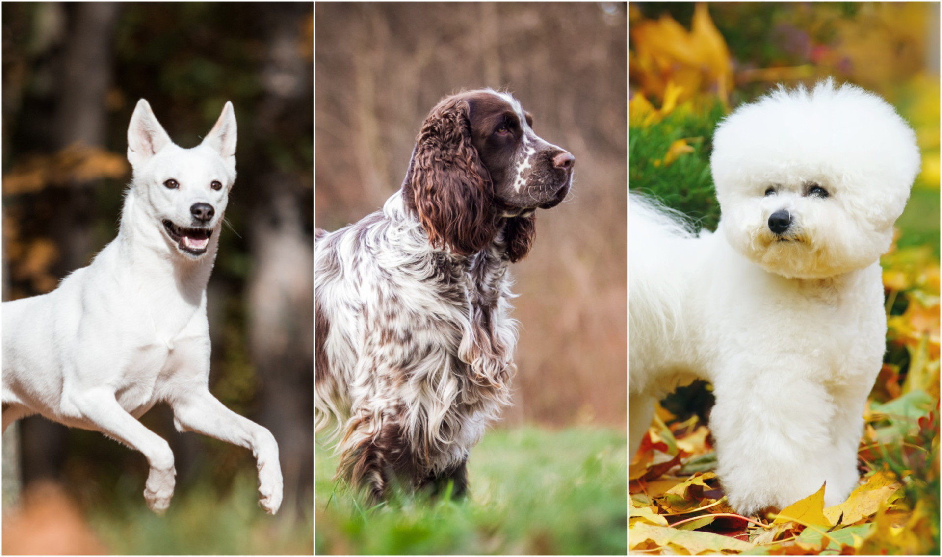 Chiens et budget : ces races plus faciles à soigner
