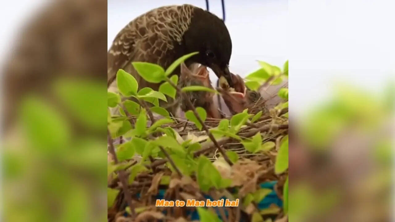 Mother’s Day 2025: Photographer Captures Beautiful Moment of Bird ...