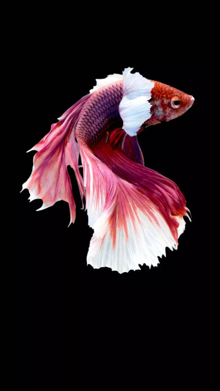 10 beautiful and intelligent freshwater aquarium fish