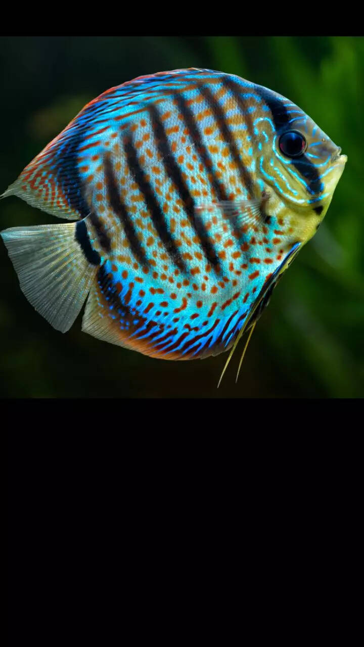 10 beautiful and intelligent freshwater aquarium fish