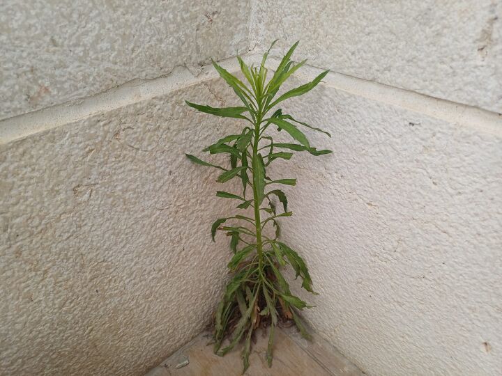 How to Make Coca Cola Weed Killer: A Surprising Garden Hack