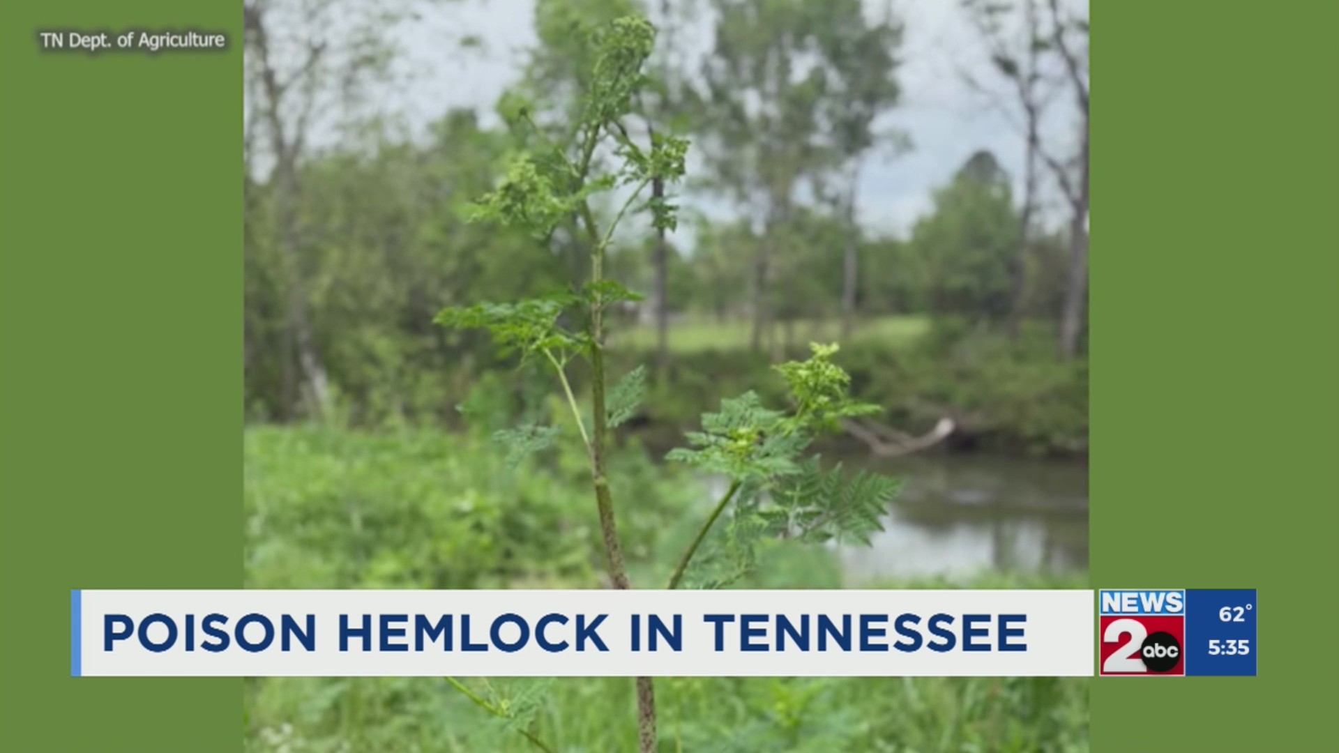 Poison hemlock spreading fast in Tennessee