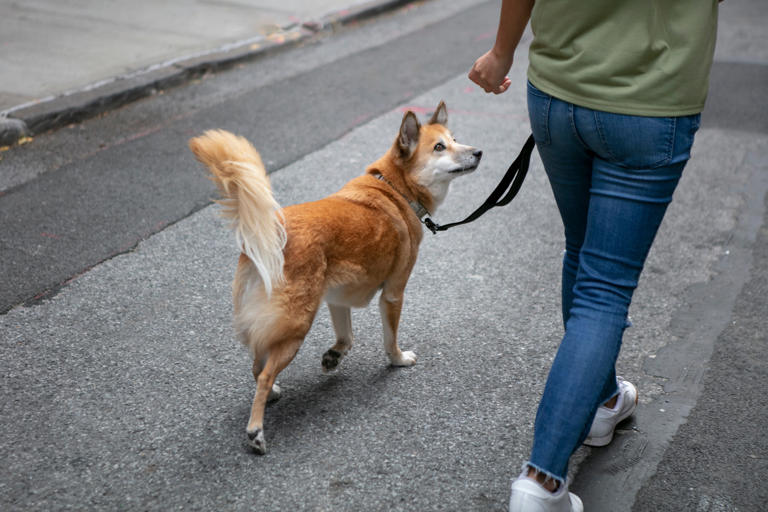 ¿Por qué a los perros les dicen Firulais? Esta es la curiosa historia
