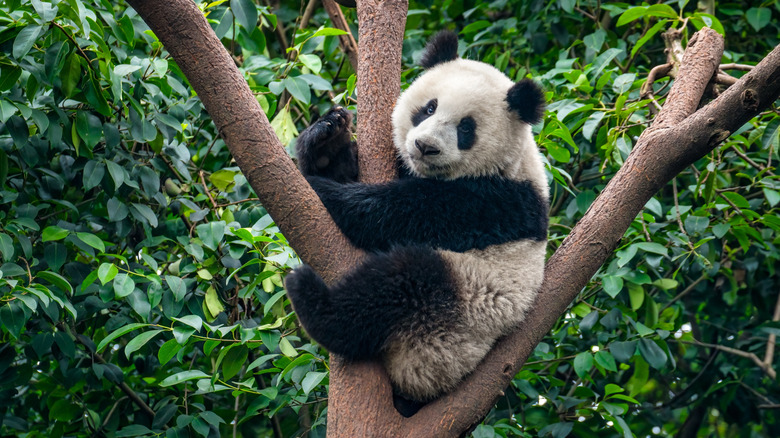 The 8 Bear Species You Can Spot Around The World (And Where To Find Them)