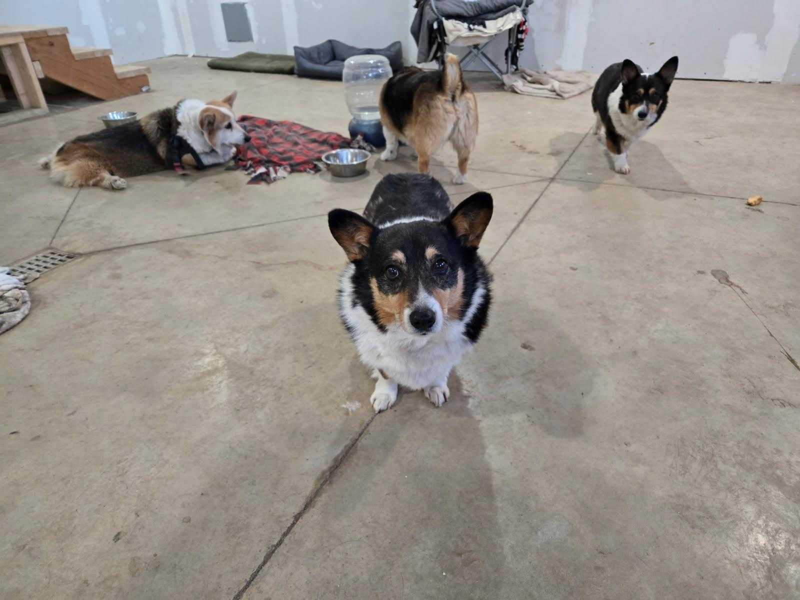Iowa man uses retirement funds to care for 60-plus corgis