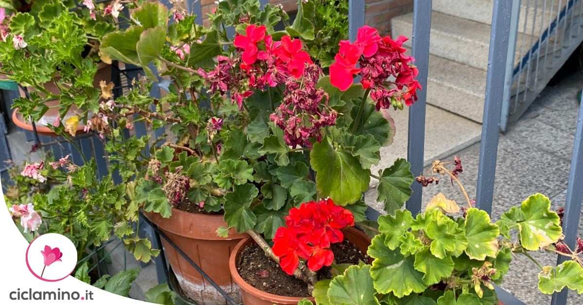 Secca sempre perché facciamo tutti questi sbagli con il geranio in balcone