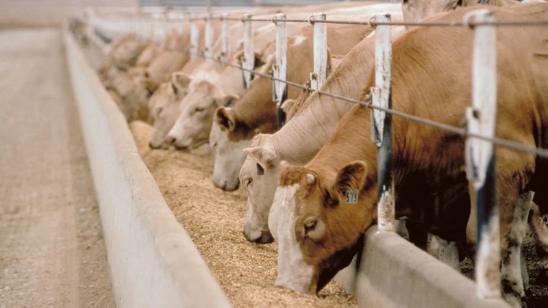 South Africa urged to declare state of disaster over foot-and-mouth ...