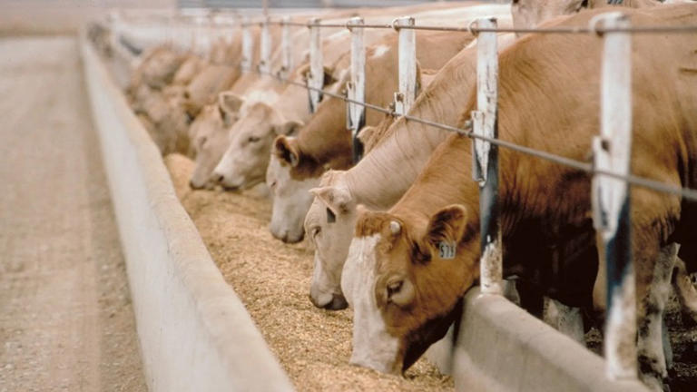 South Africa urged to declare state of disaster over foot-and-mouth ...