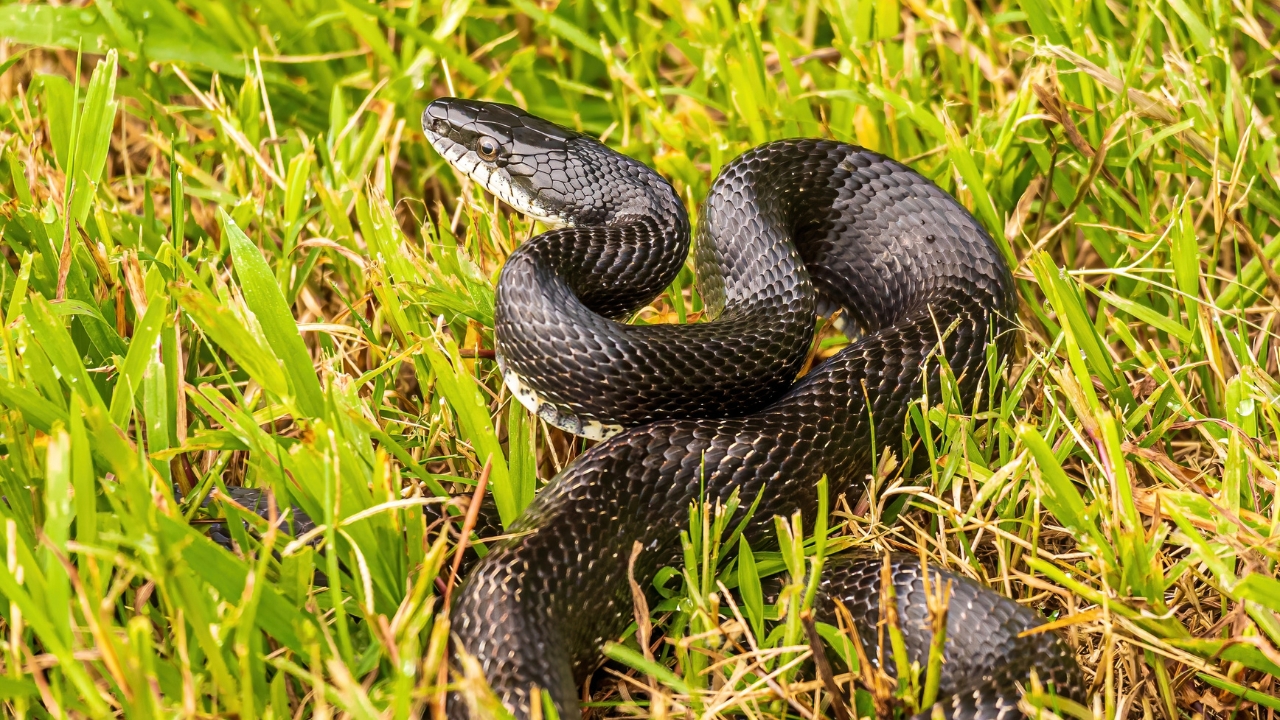 How to quickly tell if the snake in your yard is a problem