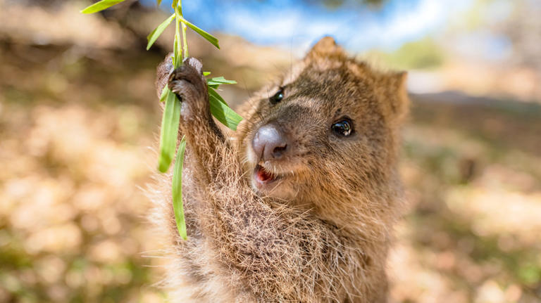 The Friendliest Wild Animals That Love Humans