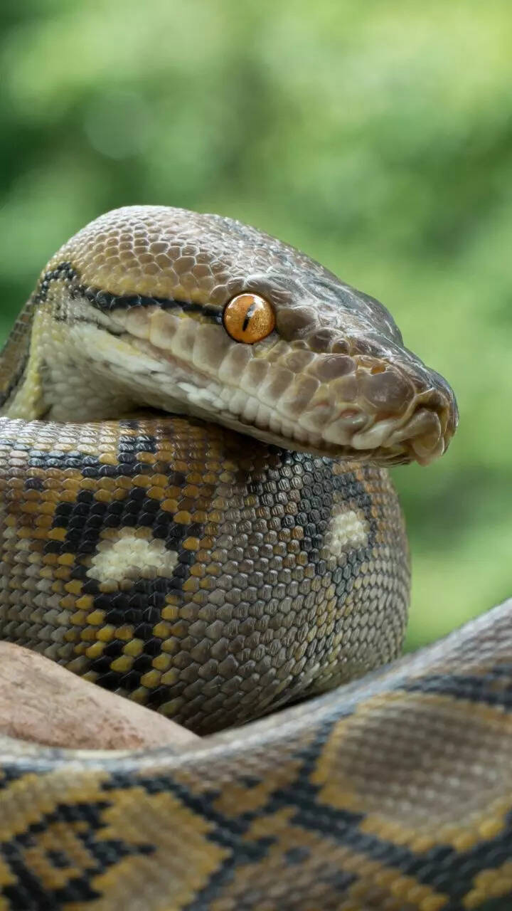 8 most wild and vicious snakes that would scare even a Lion away