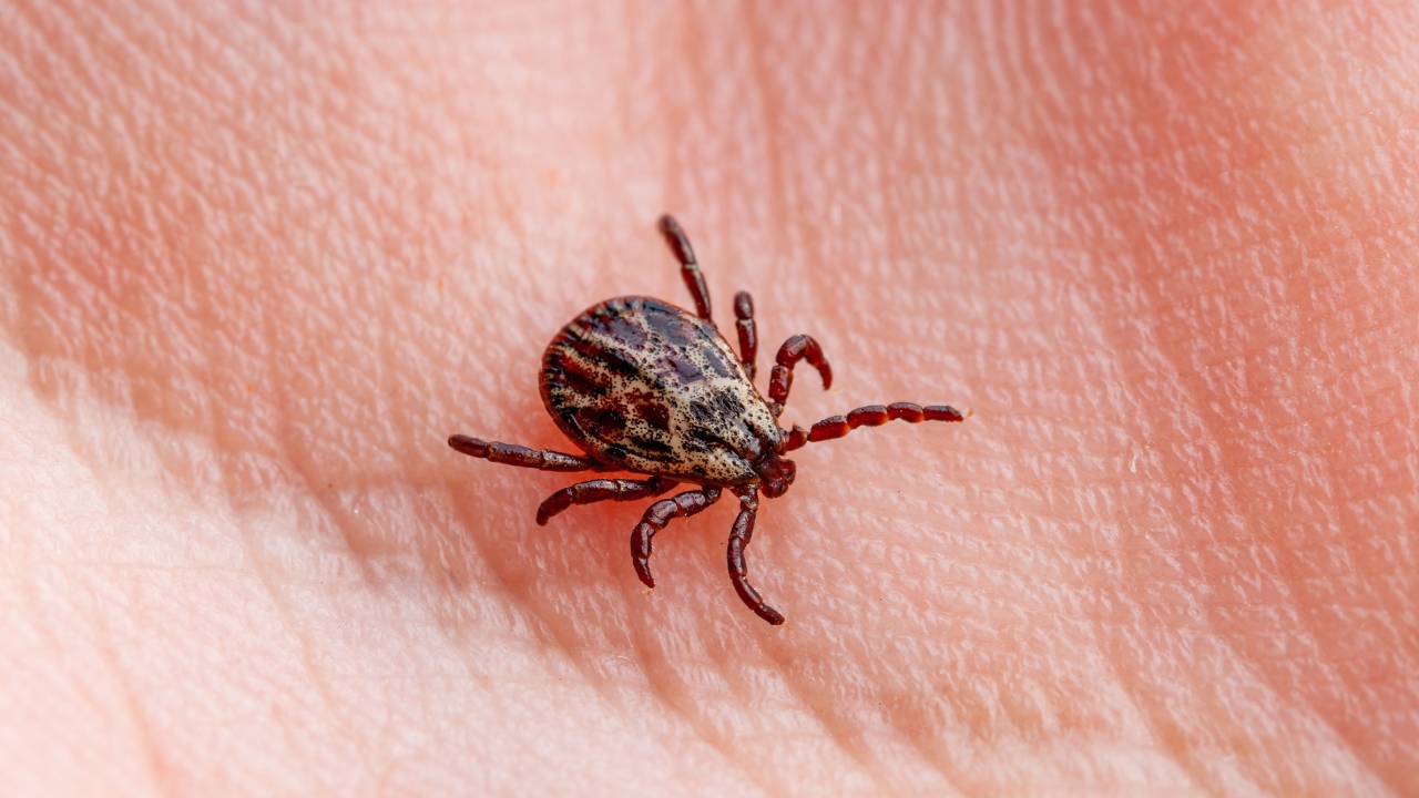 10 US states where ticks are a year-round problem for hunters