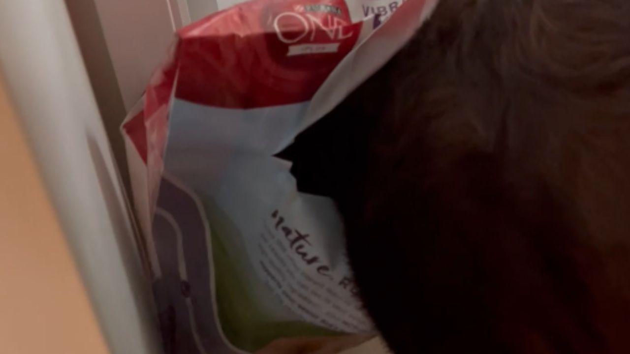 Curious dog pops out of empty dog food bag after hearing owner’s voice