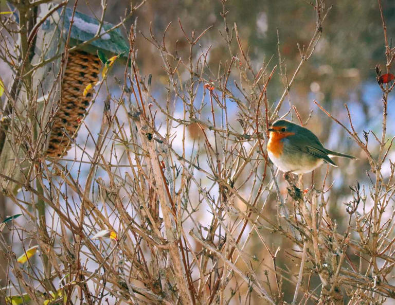 Your Bird Feeder May Be Quietly Causing Weed Problems in Your Garden ...