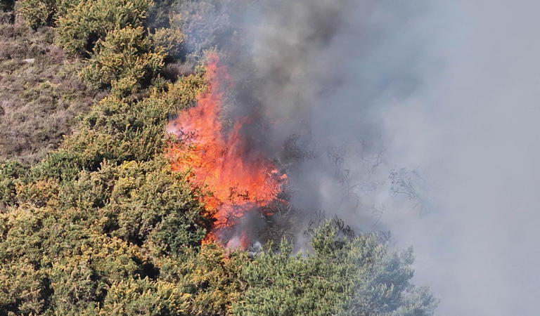 Wildfire that impacted ‘approximately eight hectares’ of Sussex ...