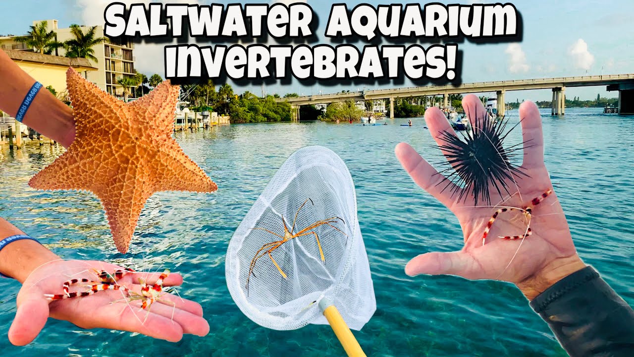 Catching EXOTIC Creatures For My AQUARIUM!!