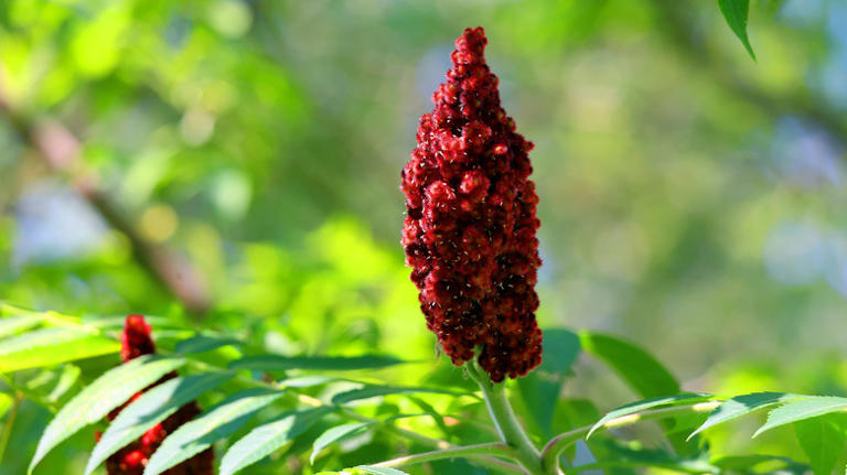 What Is Sumac And How Should You Use It?
