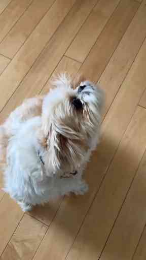 Happy Friday with Adorable Shih Tzu Dance