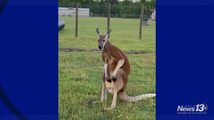 South Carolina farm owner says kangaroo, brother had close bond at time ...