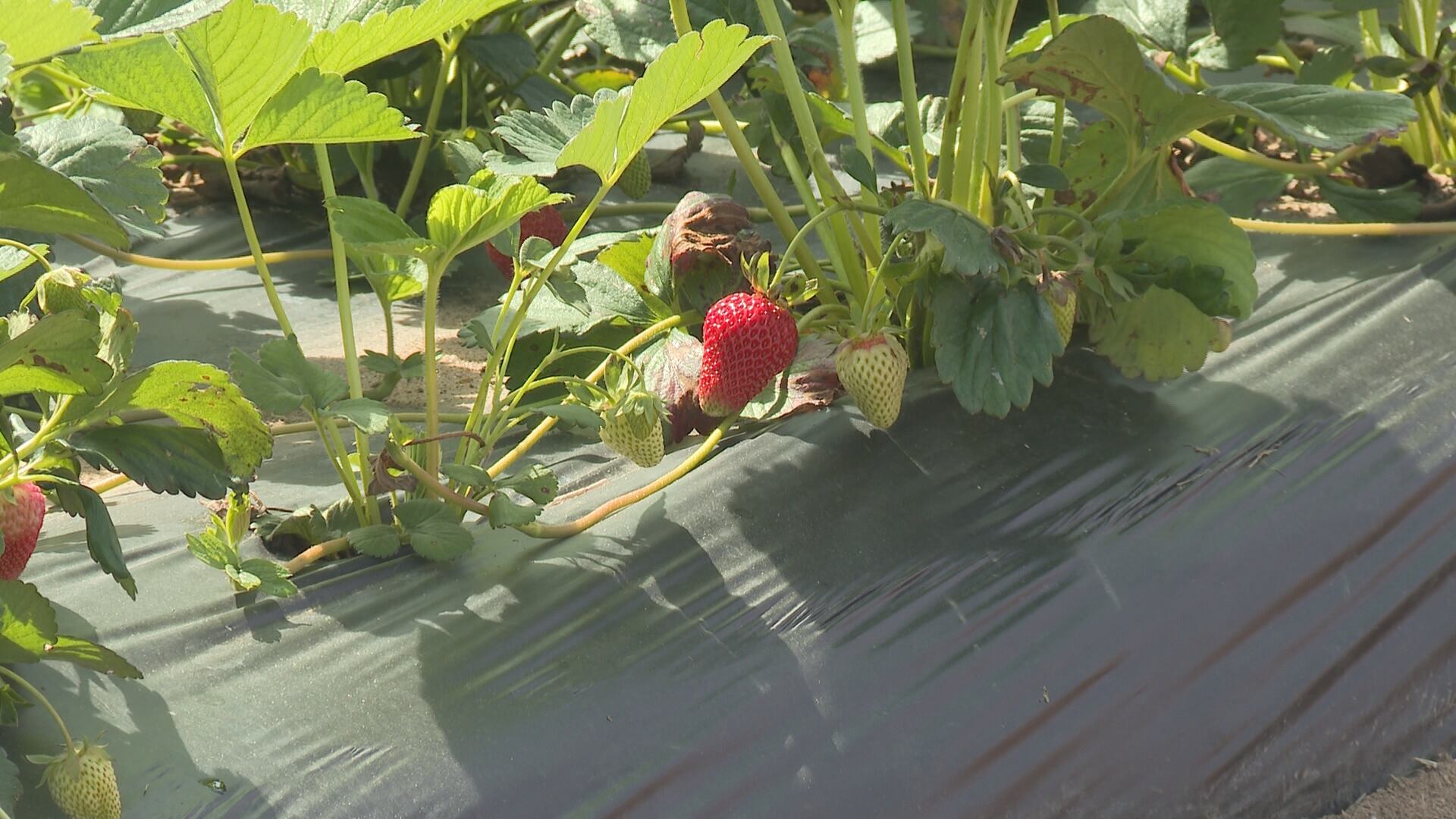 Families spend Mother’s Day at Stacy Family Farm