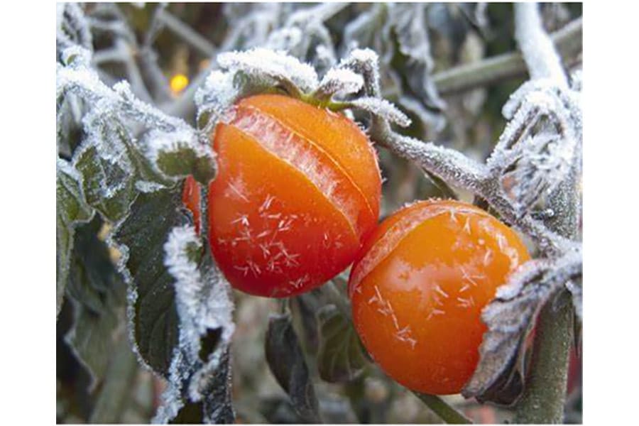 Garden frost protection: A practical survival guide