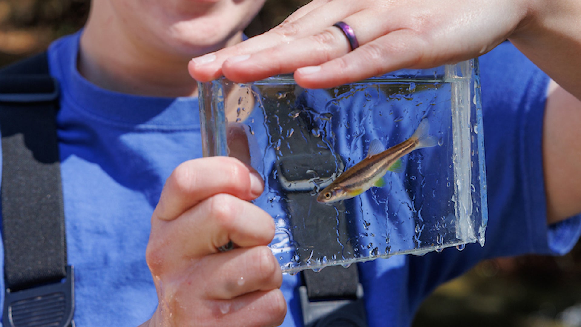 Small Town Rallies To Save Their Official Fish, Laurel Dace