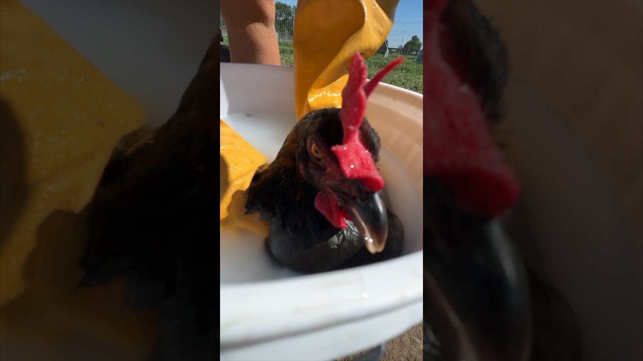 how to tackle bird lice issues