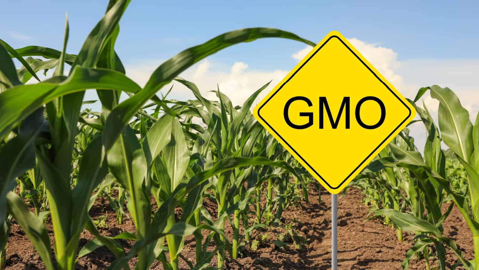 Are GMO Foods a Health Risk? How Can You Tell If Something is GMO?