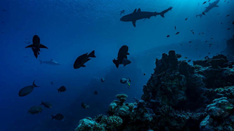 Abissi inesplorati: la sorprendente realtà dei fondali oceanici