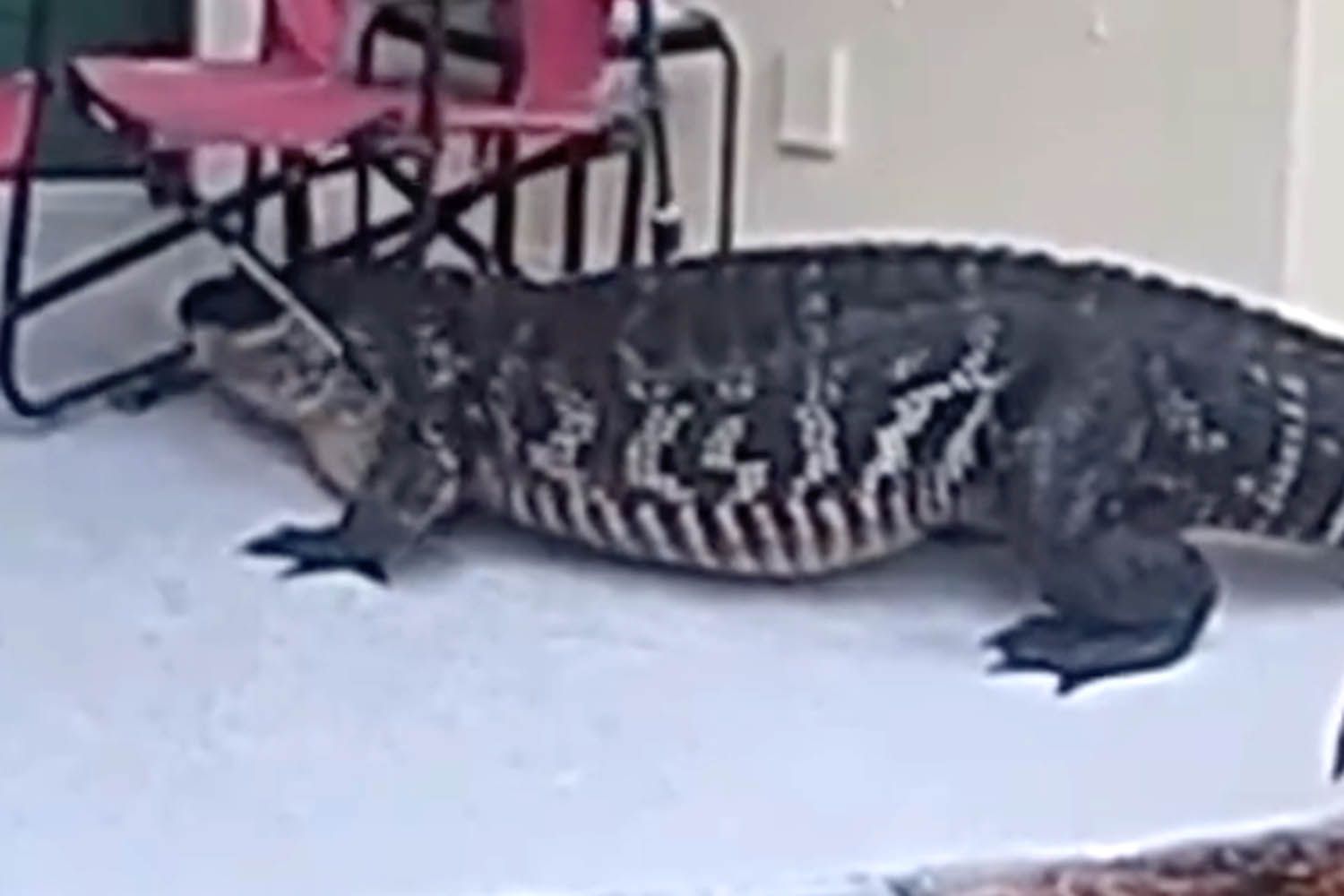 Large Alligator Caught 'Knocking on Doors' of Homes During Mating ...