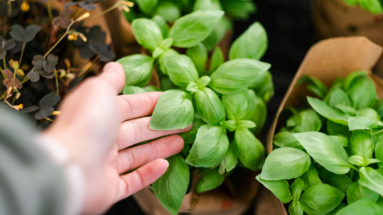 The Best Way To Store Basil For Long-Lasting Freshness