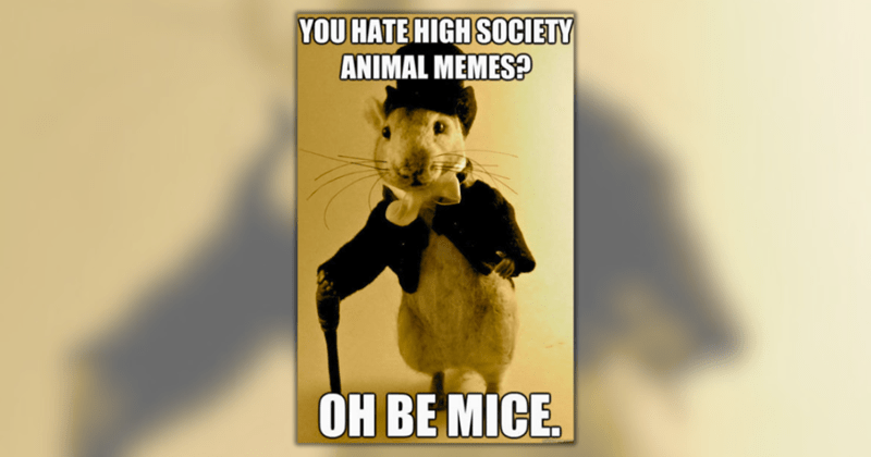 Smol but Mighty: 21 Rodent Memes Chewing Through the Dullness of Your Day