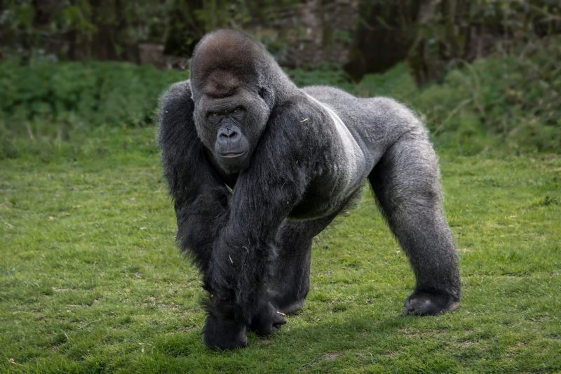 100 men versus 1 gorilla: Experts weigh in on viral debate