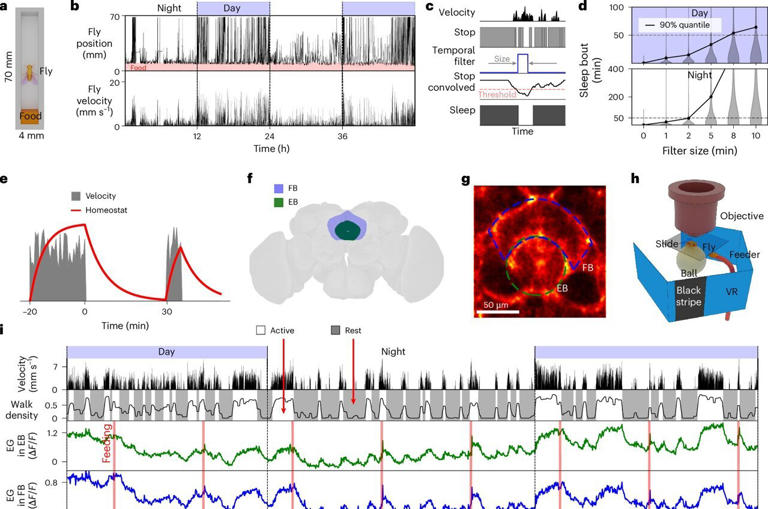 Glial cells may play key role in managing sleep and metabolism, fruit ...