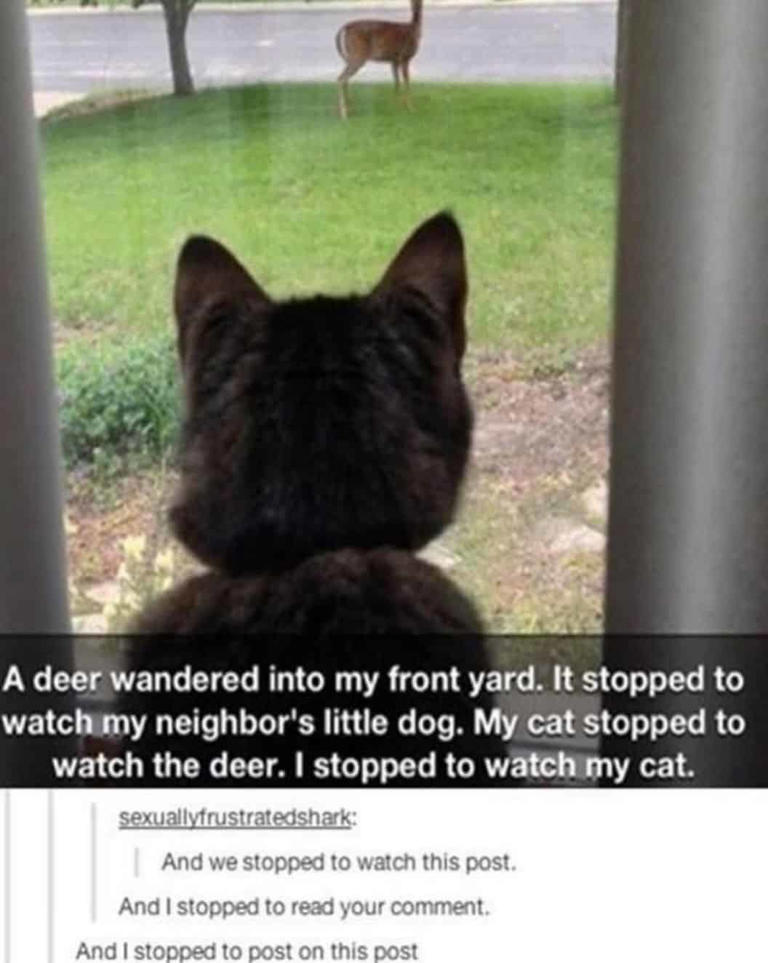 30 Delightfully Weird Tumblr Posts from the Internet’s Lovable Chaos ...