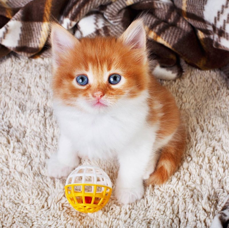 20 Itty Bitty Cute Baby Animals To Bring A Smile To Your Face (May 18 ...