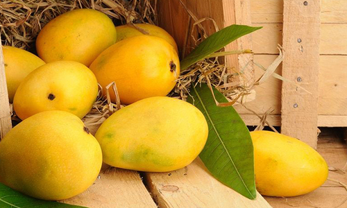 Mango mishap: U.S. rejects Indian mango shipment worth $500,000 over documentation issues