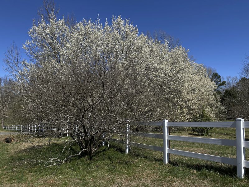 As Callery pear trees begin to bloom, Missouri launches buyback event